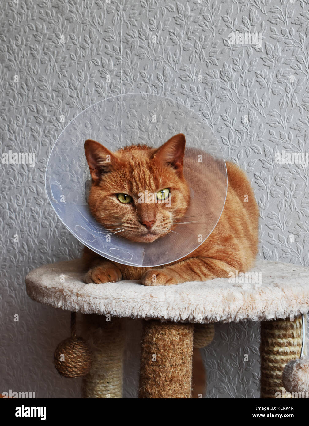 Injured cat hi-res stock photography and images - Alamy