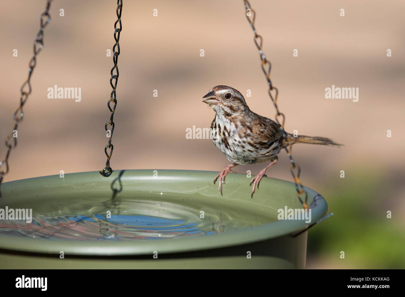 song sparrow drinking water Stock Photo - Alamy