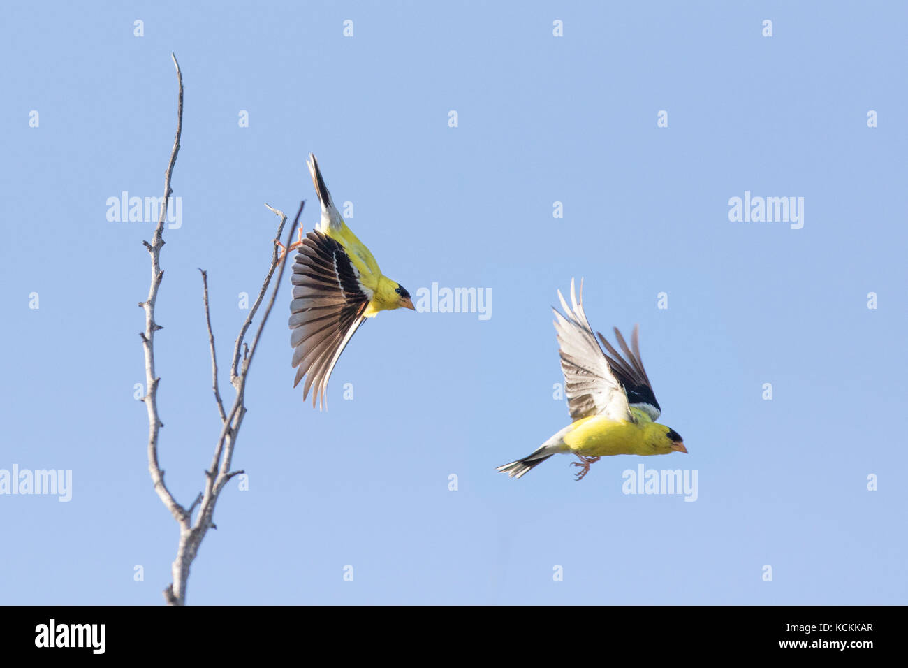 Goldfinch in flight hi-res stock photography and images - Alamy