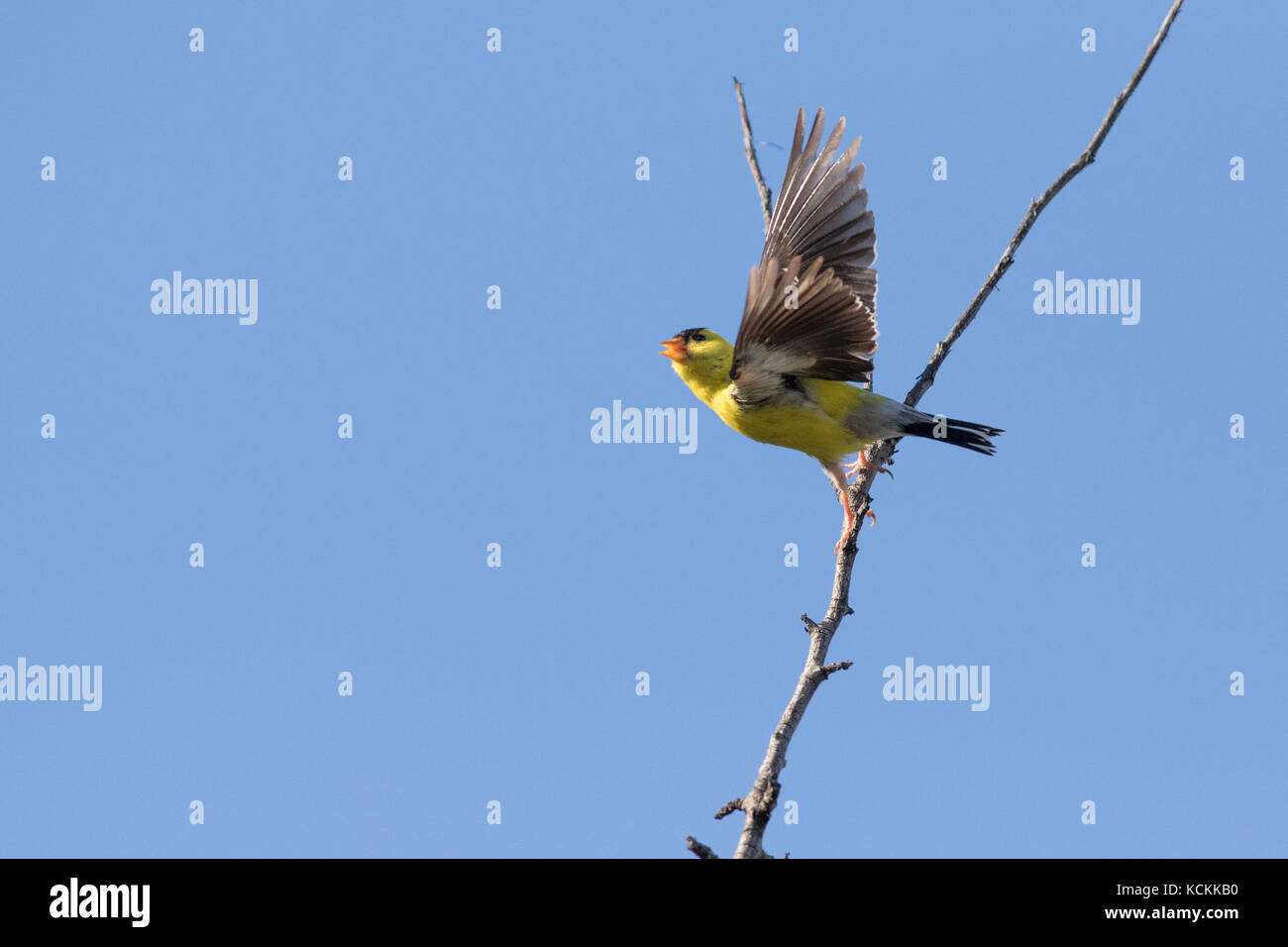 Goldfinch in flight hi-res stock photography and images - Alamy