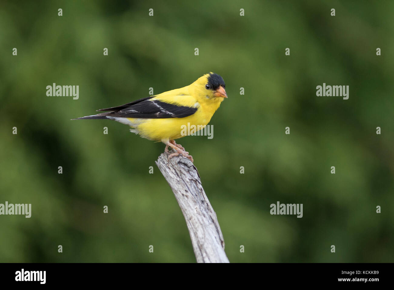 male american goldfinch in summer Stock Photo - Alamy