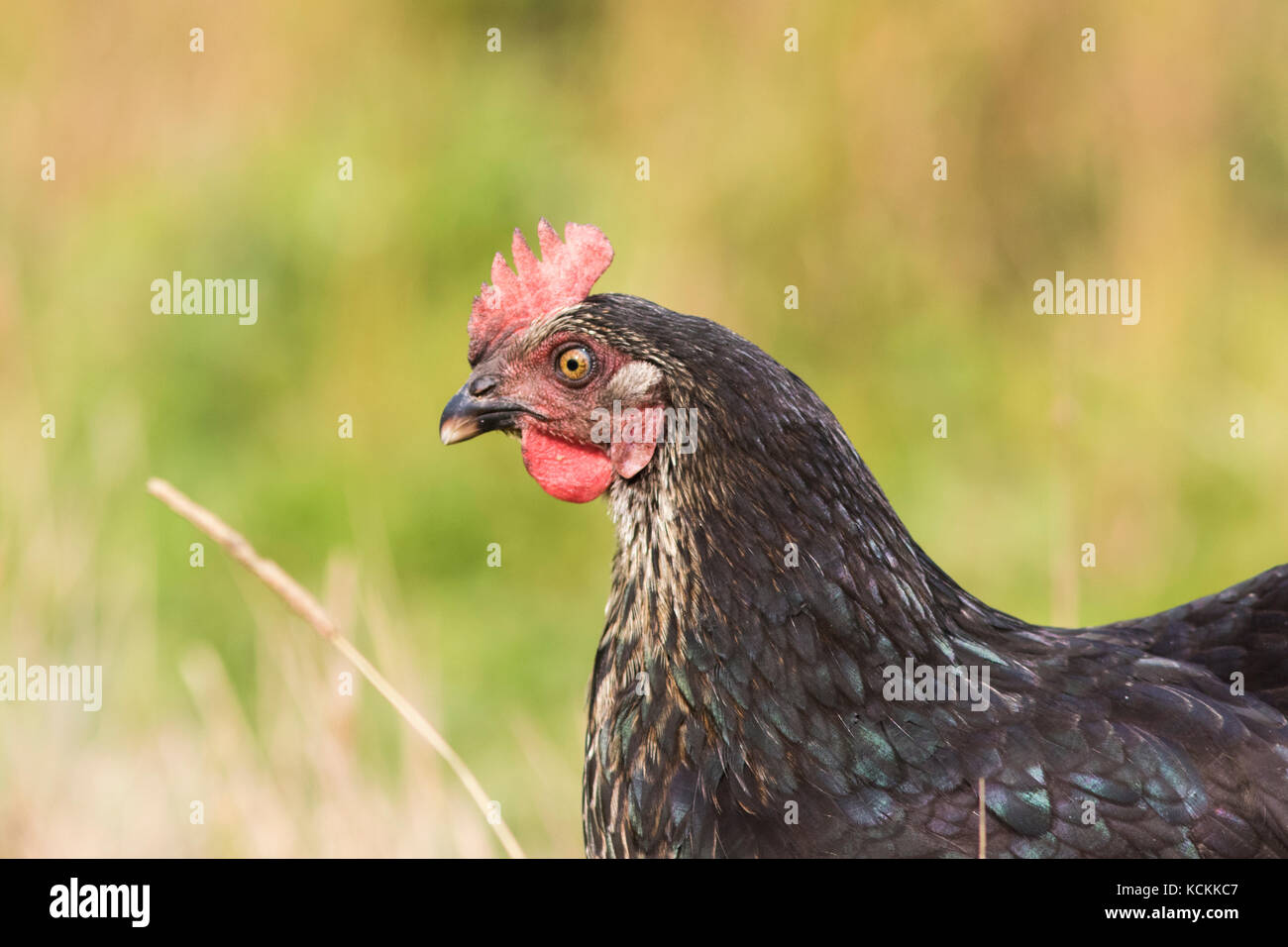 free range chicken Stock Photo - Alamy