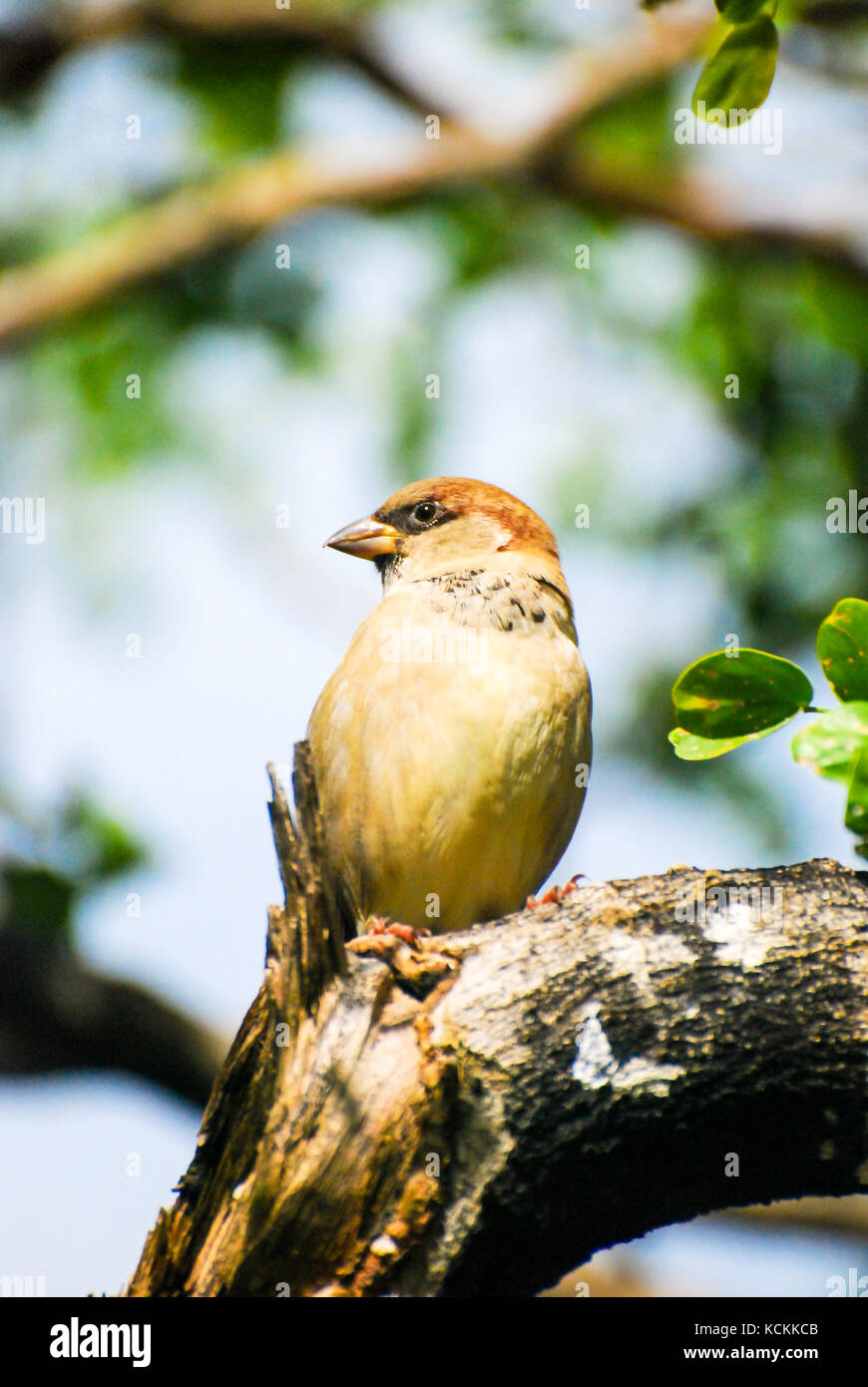Portrait of small bird sitting on a tree branch Stock Photo - Alamy