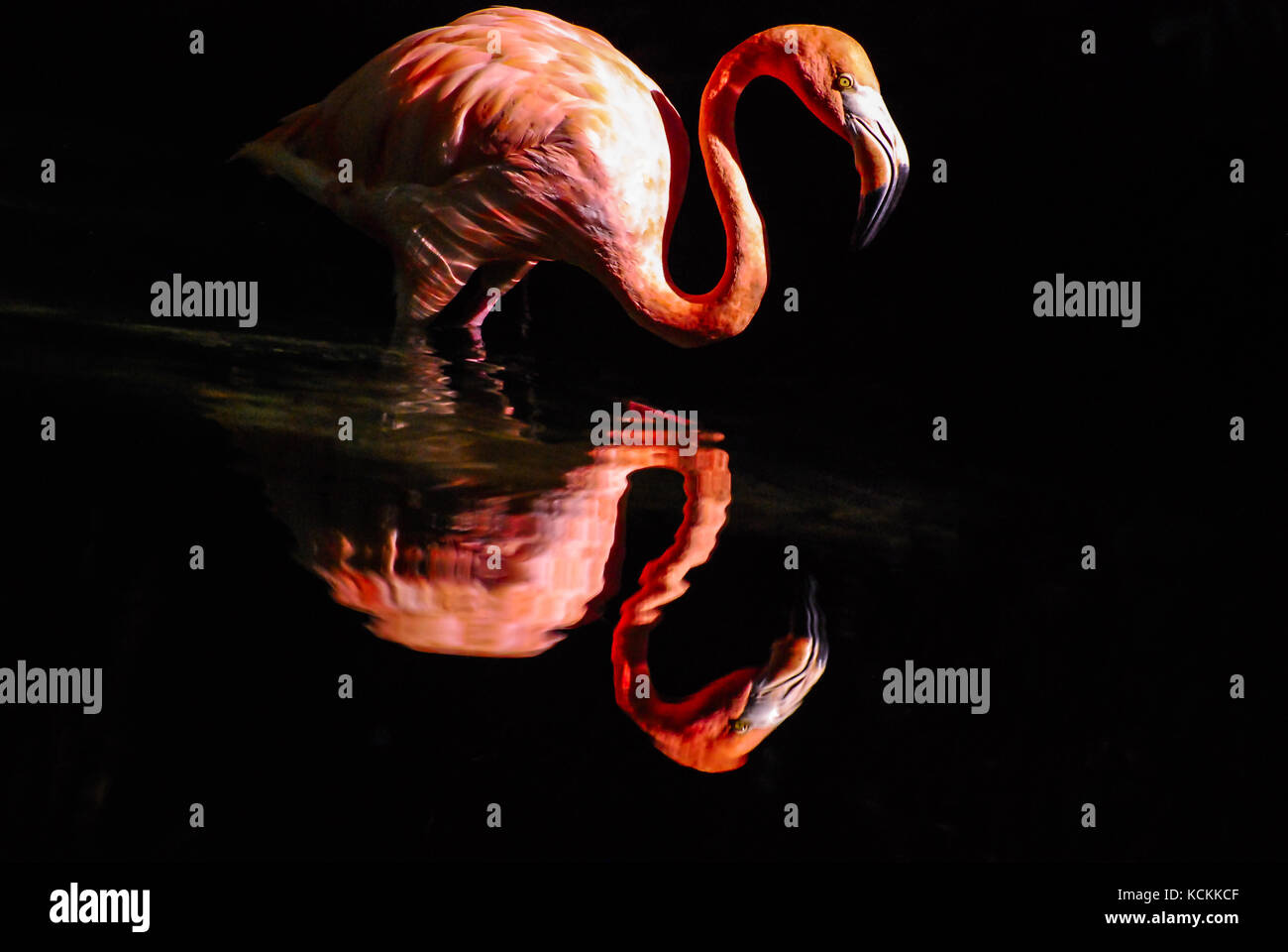 Pink flamingo reflected in water. Dark background Stock Photo - Alamy