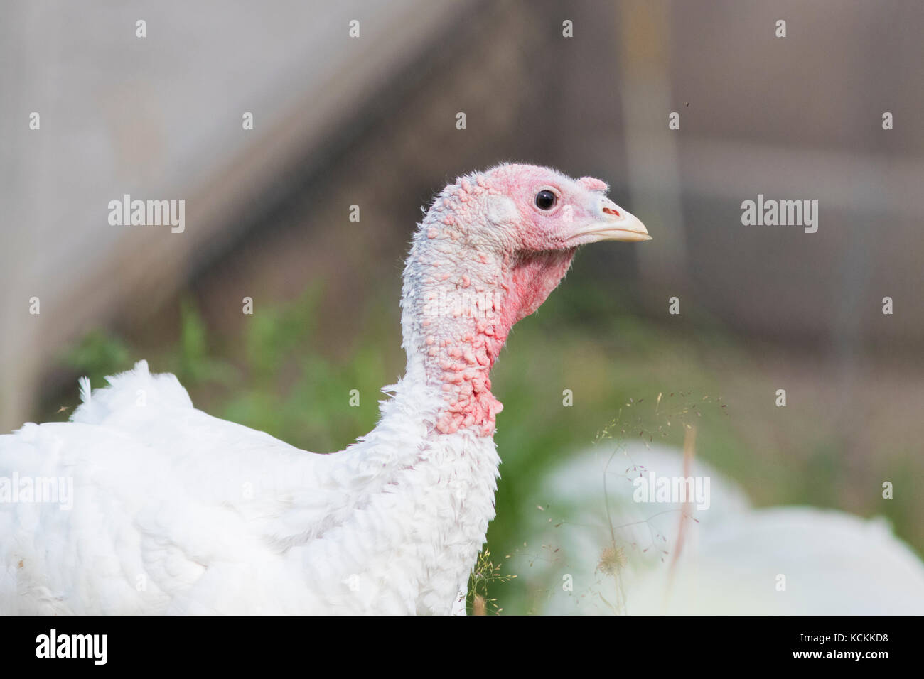 White turkey portrait Stock Photo - Alamy