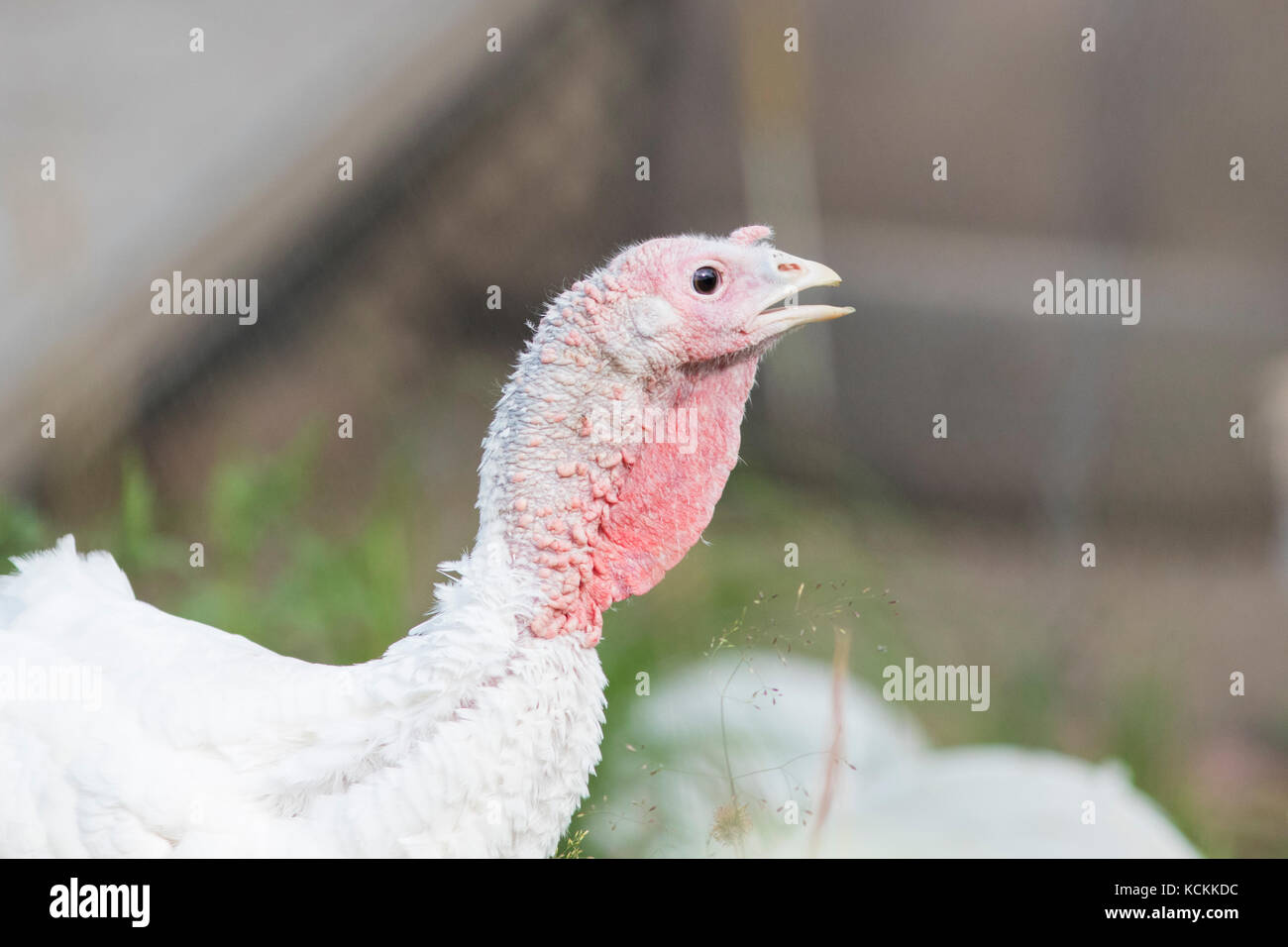 White turkey portrait Stock Photo - Alamy