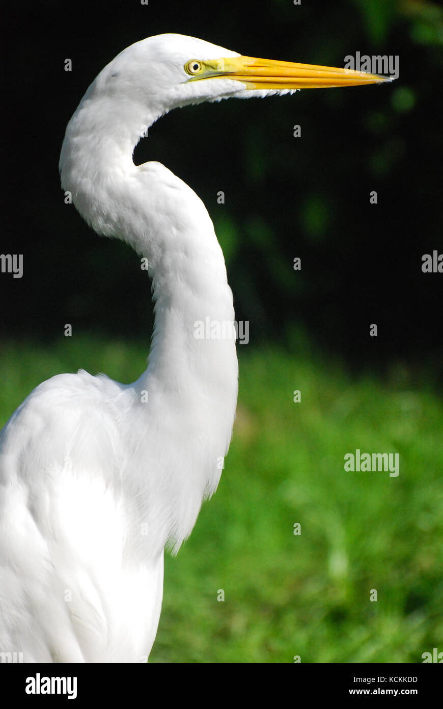 Portrait of the great egret (Ardea alba), also known as the common ...