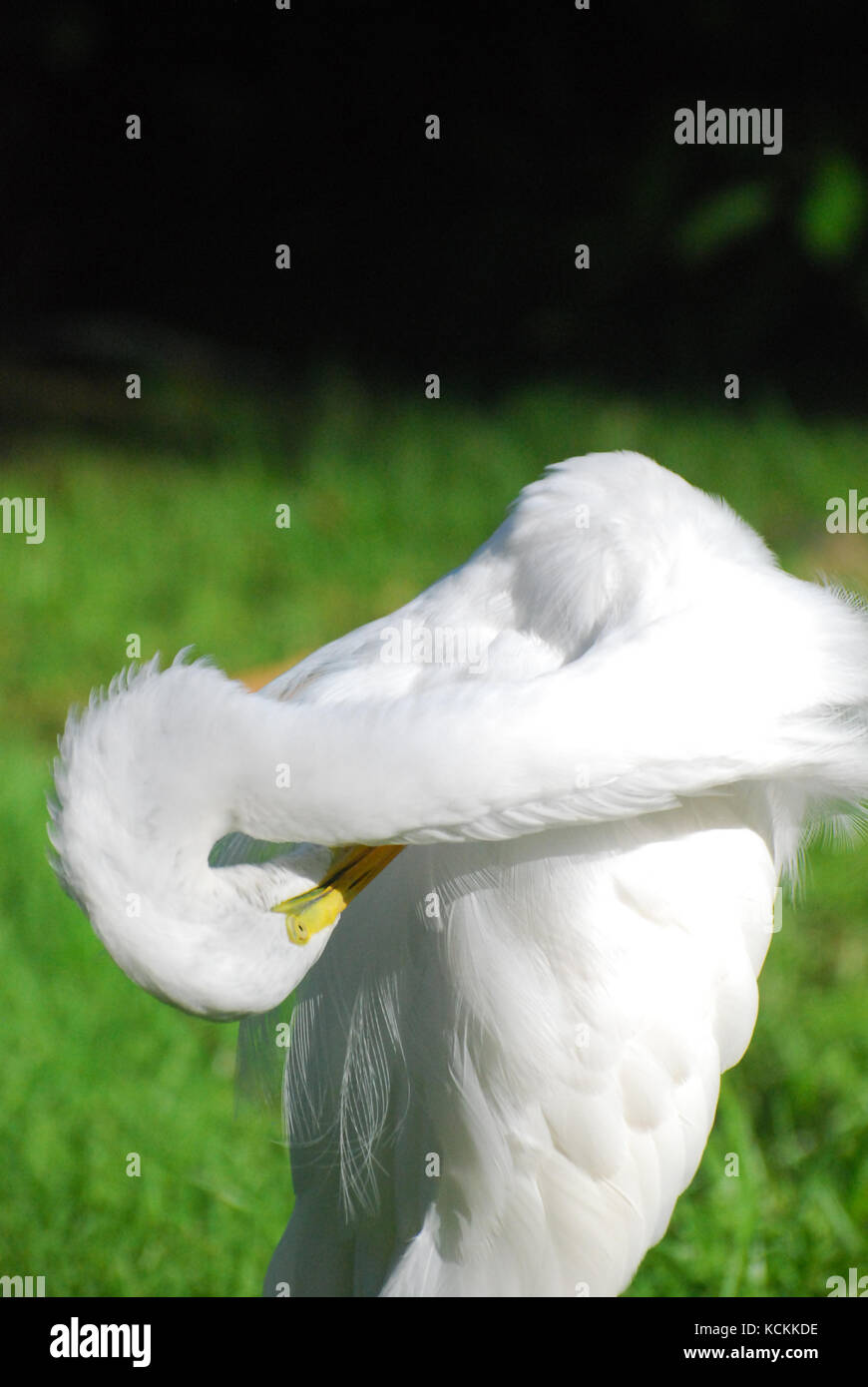Portrait of the great egret (Ardea alba), also known as the common ...