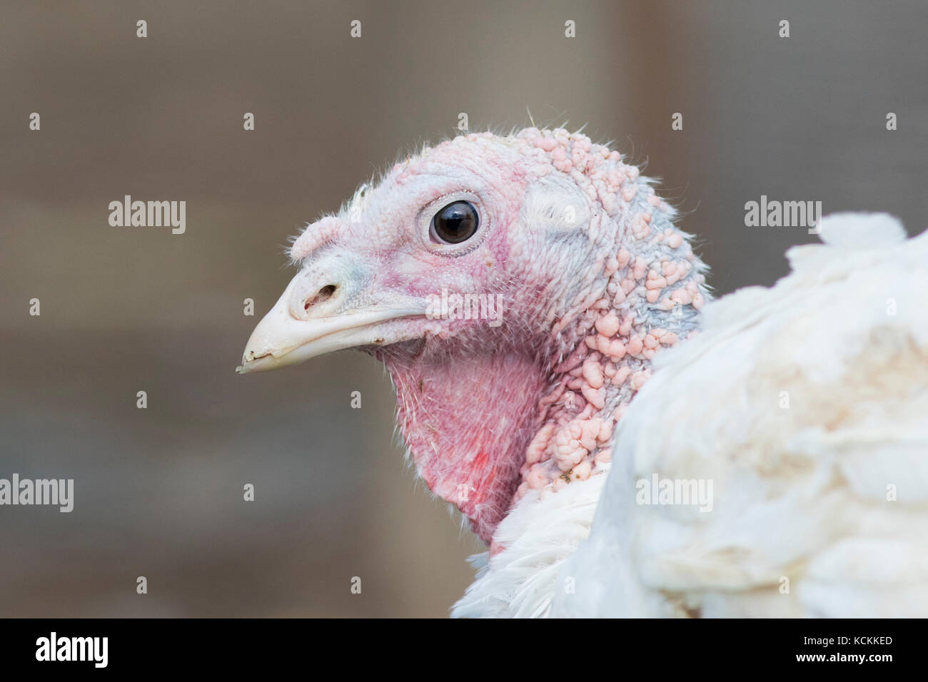 White turkey portrait Stock Photo - Alamy