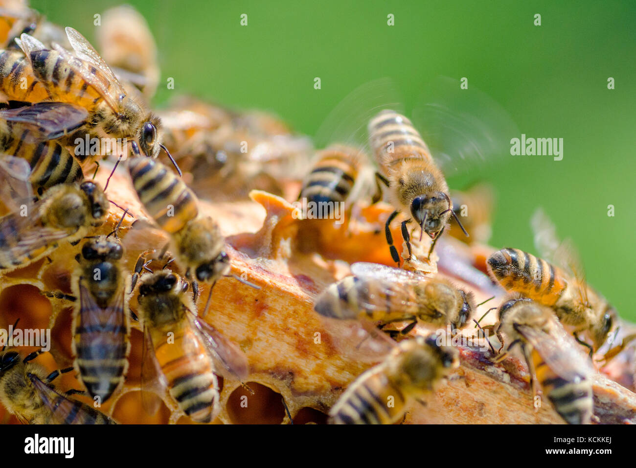 Wild beehive poland hi-res stock photography and images - Alamy