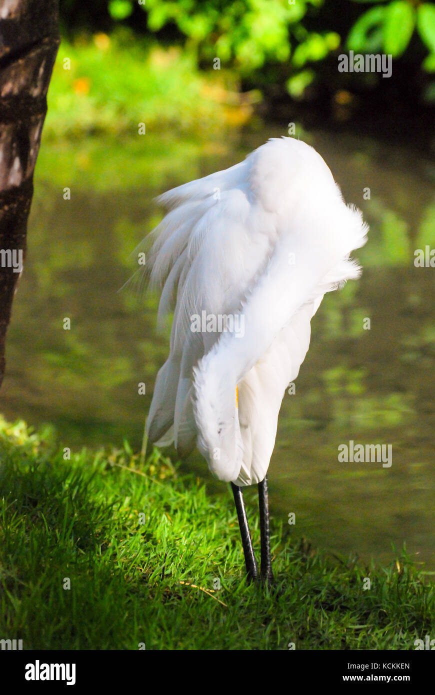 Portrait of the great egret (Ardea alba), also known as the common ...