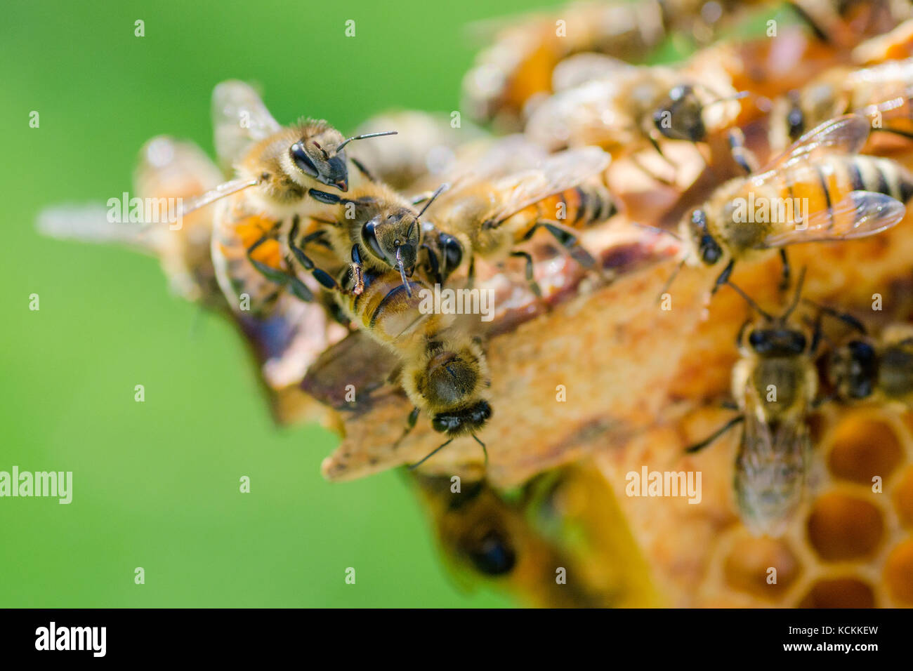 Wild beehive poland hi-res stock photography and images - Alamy