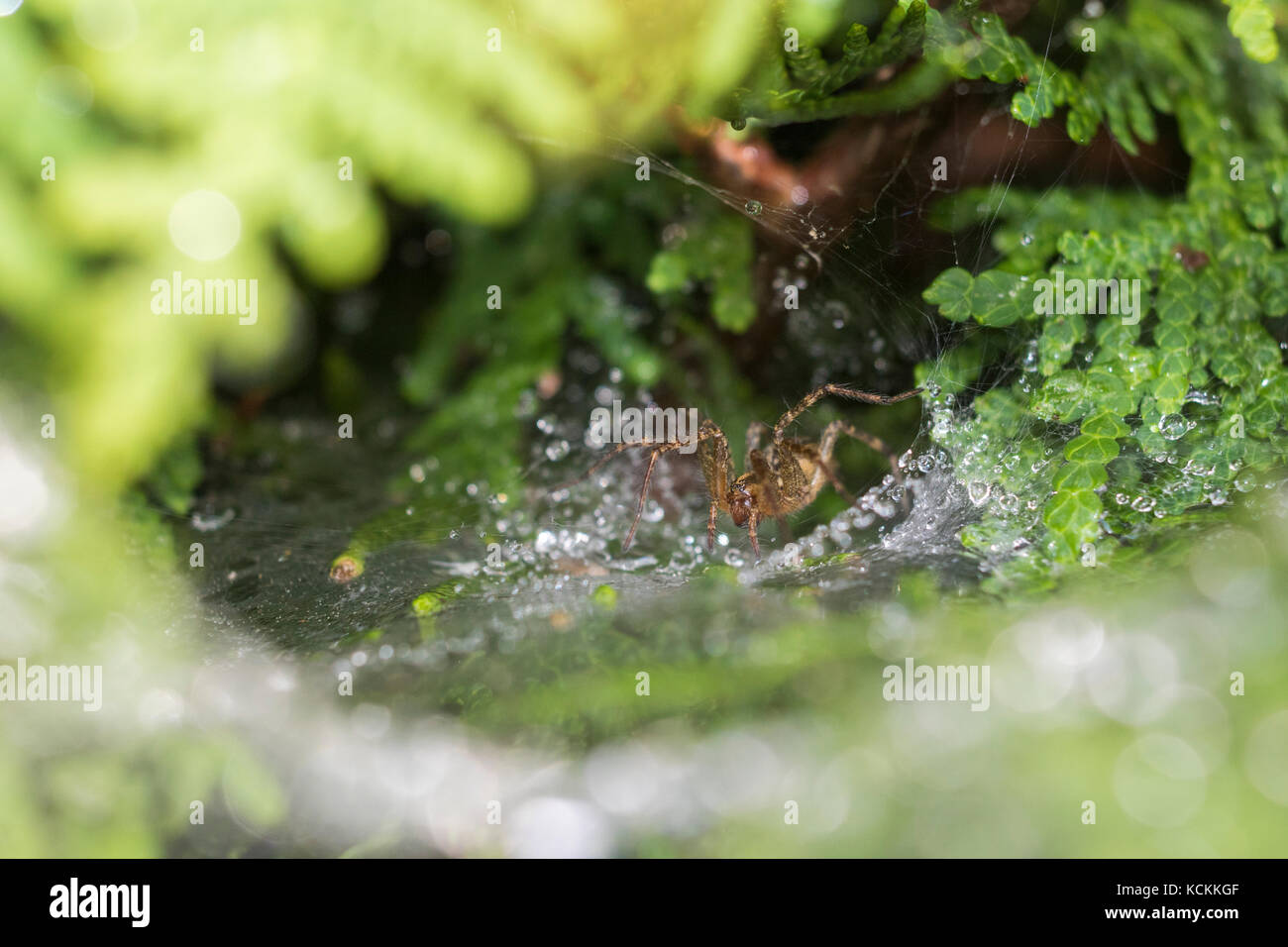 wolf spider dew in dew Stock Photo - Alamy