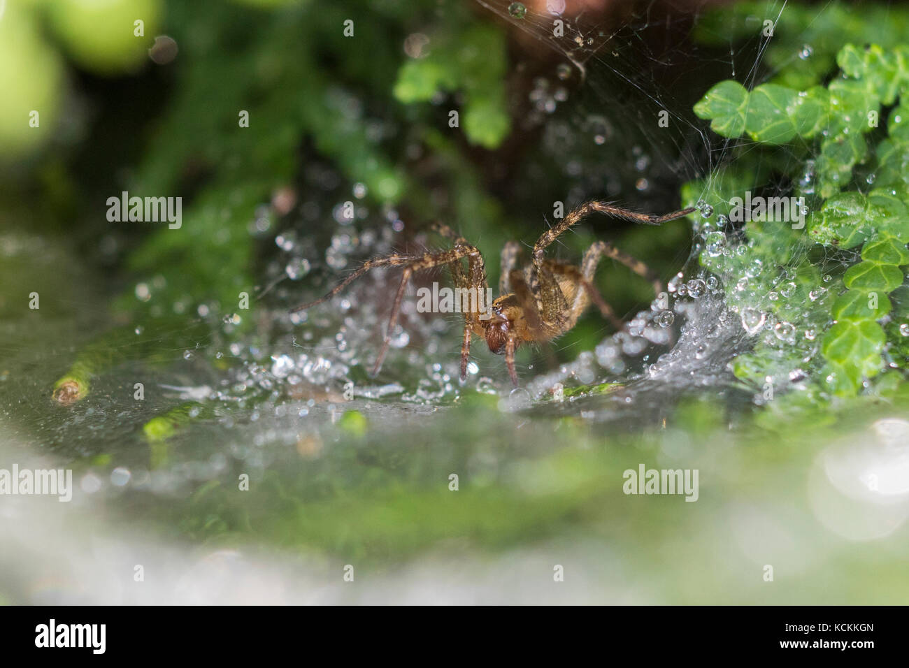 wolf spider dew in dew Stock Photo - Alamy