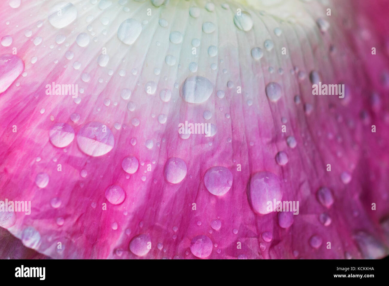 Dew background hi-res stock photography and images - Alamy