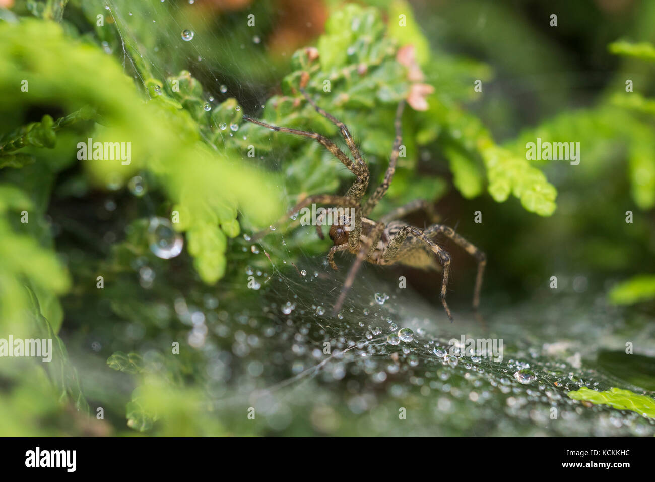 wolf spider dew in dew Stock Photo - Alamy