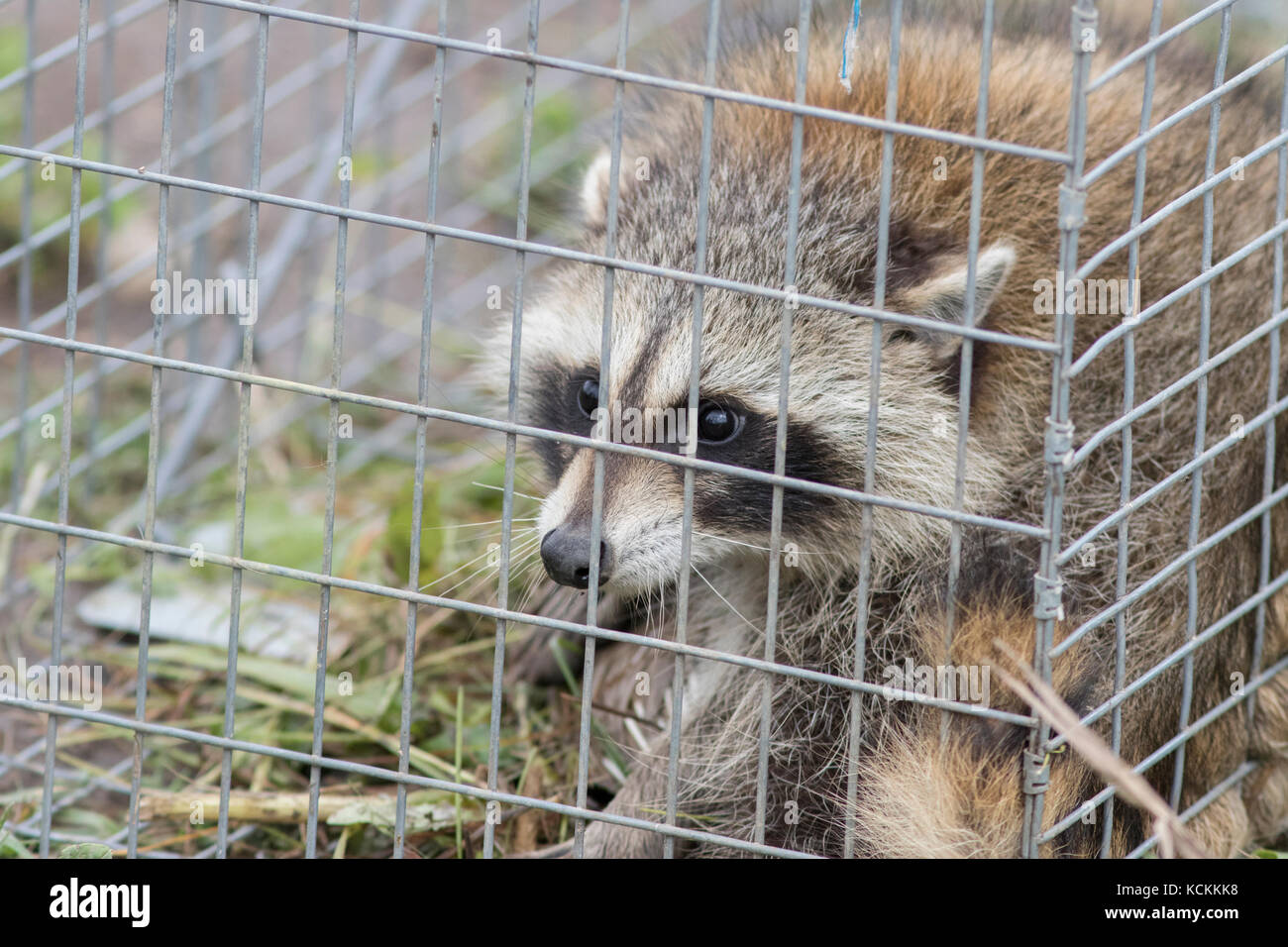 raccoon in trap Stock Photo - Alamy