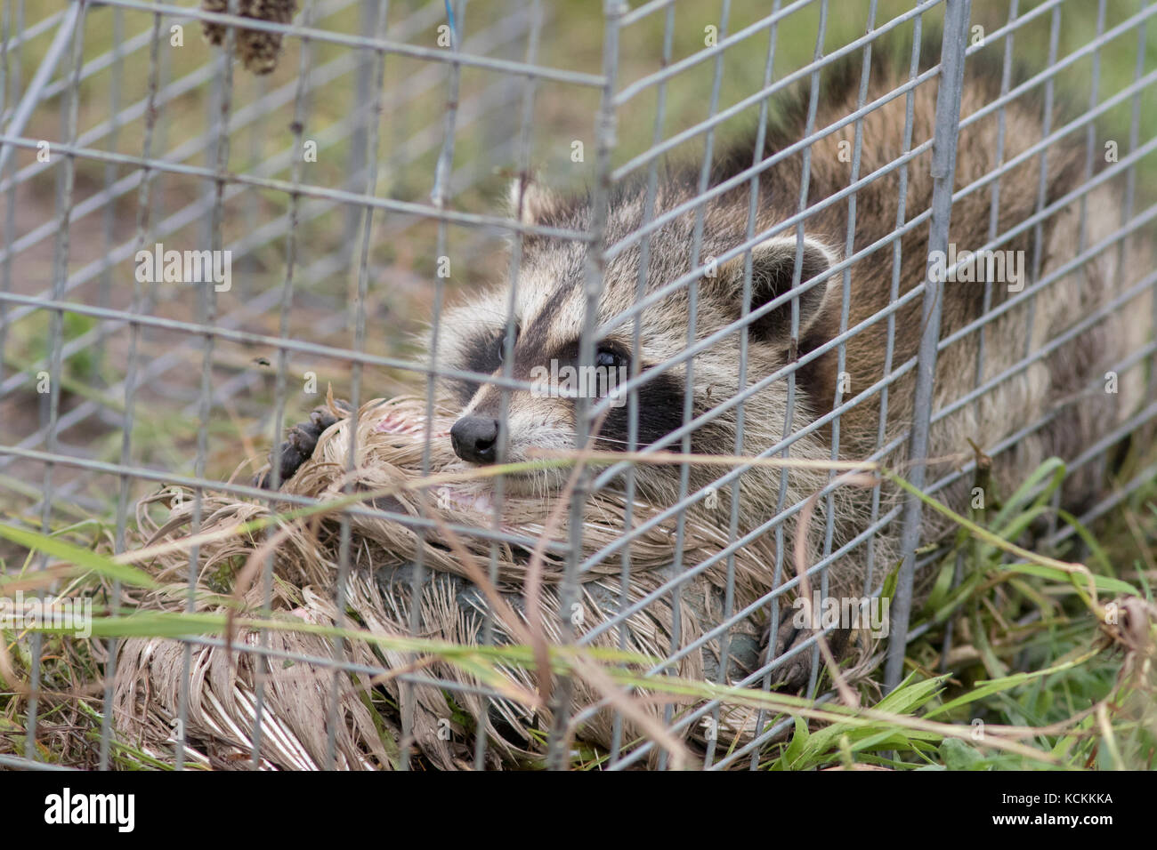 raccoon in trap Stock Photo - Alamy