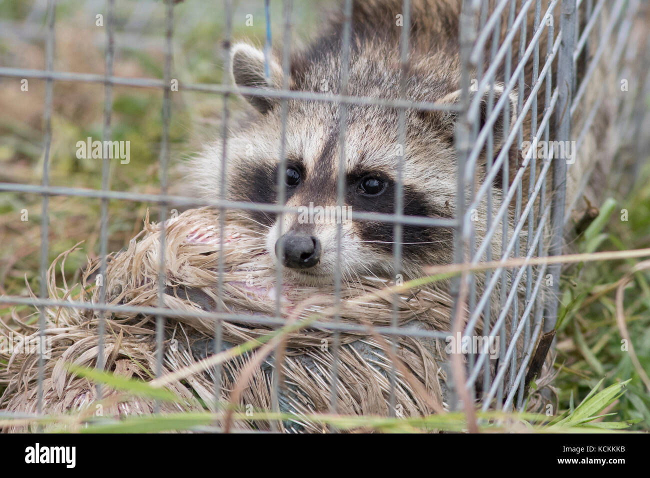 raccoon in trap Stock Photo - Alamy