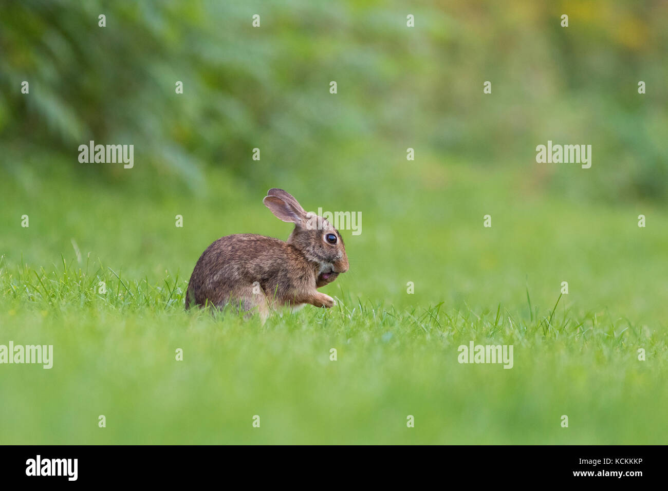 Eastern cottontail rabbit family hi-res stock photography and images ...