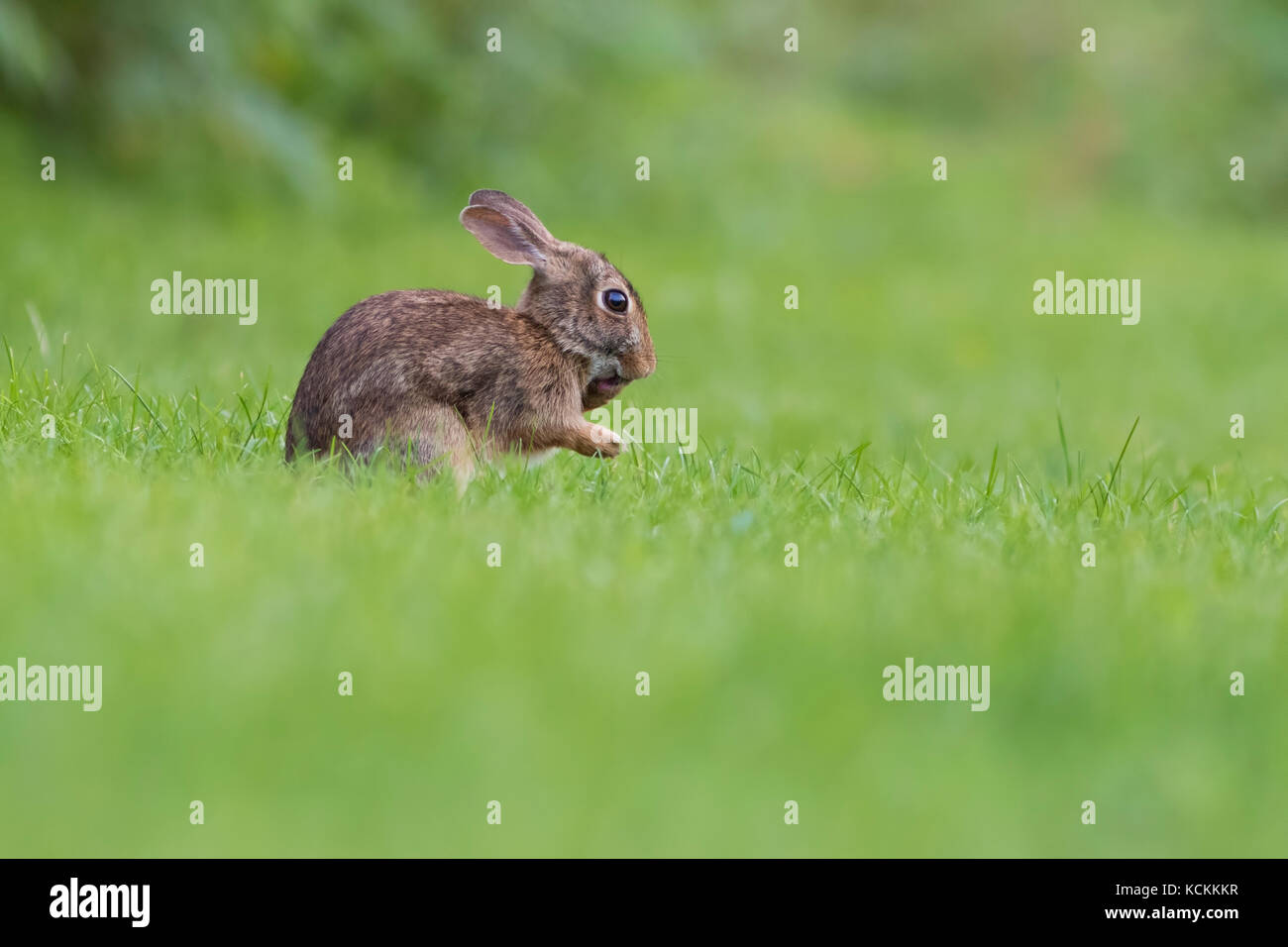 Eastern cottontail rabbit family hi-res stock photography and images ...