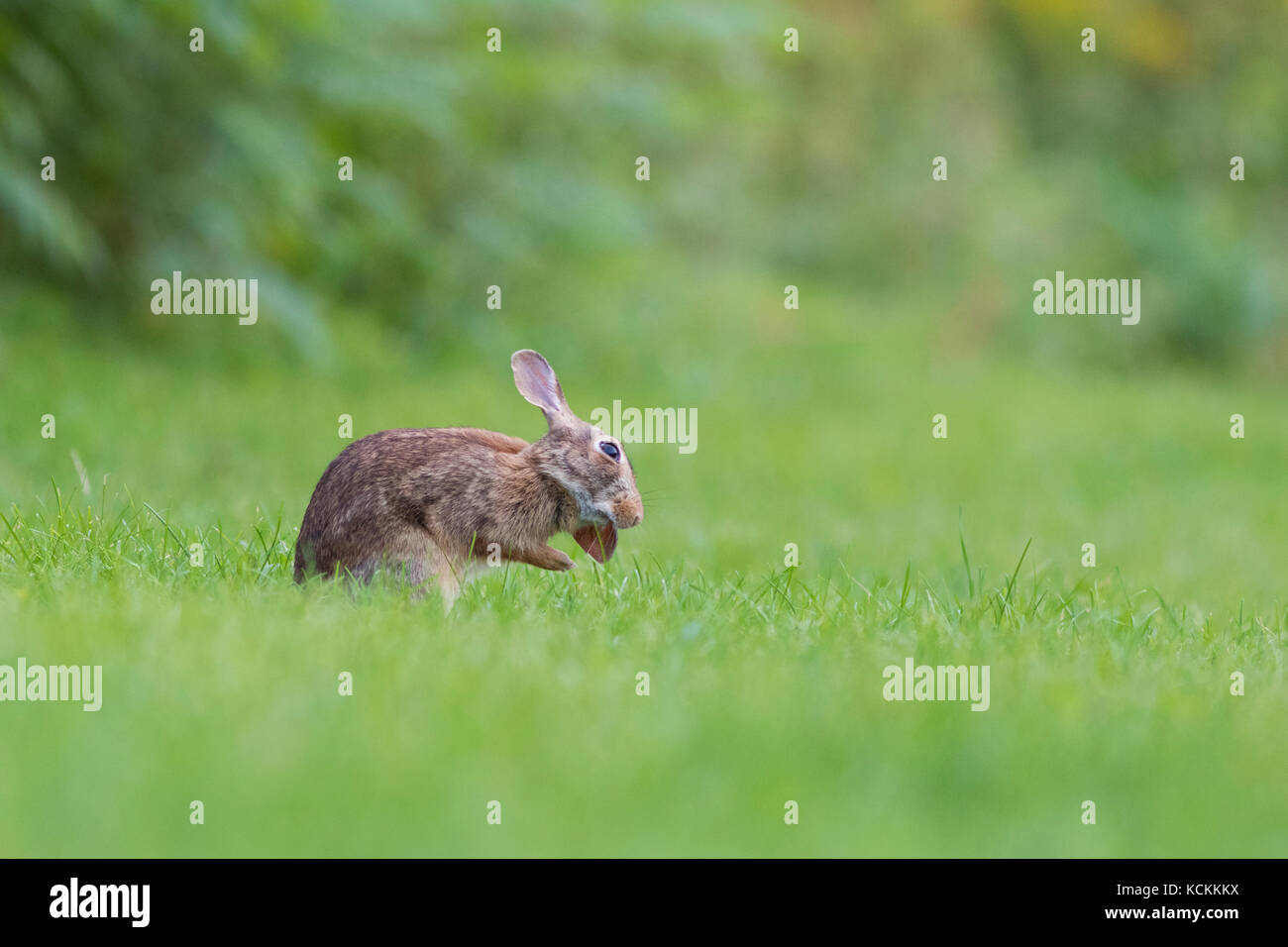 Eastern cottontail rabbit family hi-res stock photography and images ...