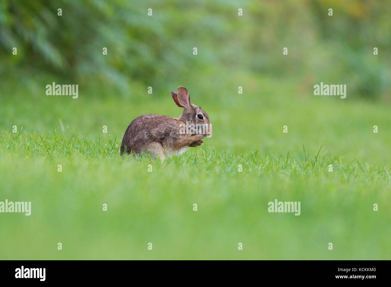 Eastern cottontail rabbit family hi-res stock photography and images ...
