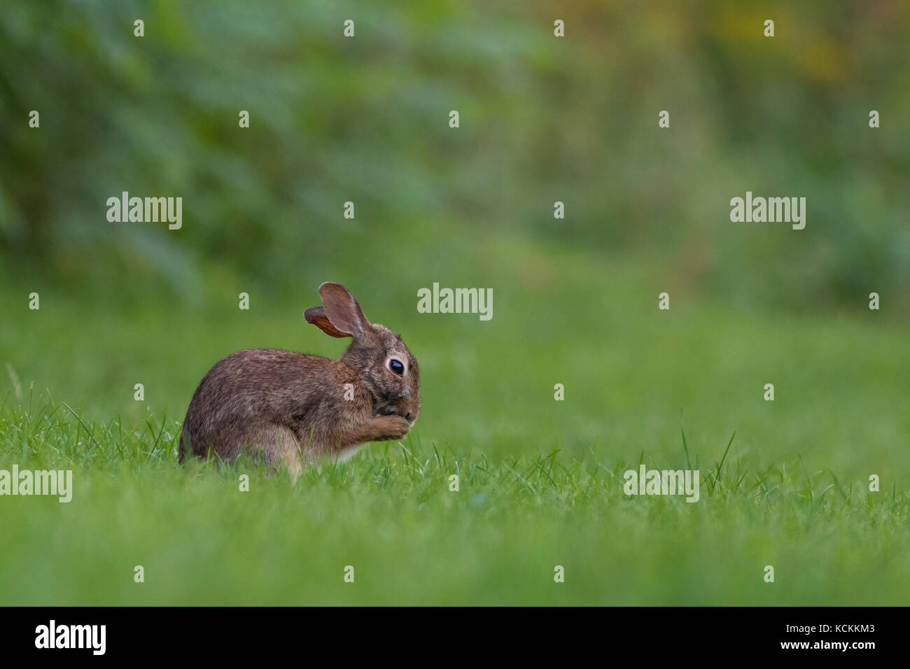 Eastern cottontail rabbit family hi-res stock photography and images ...