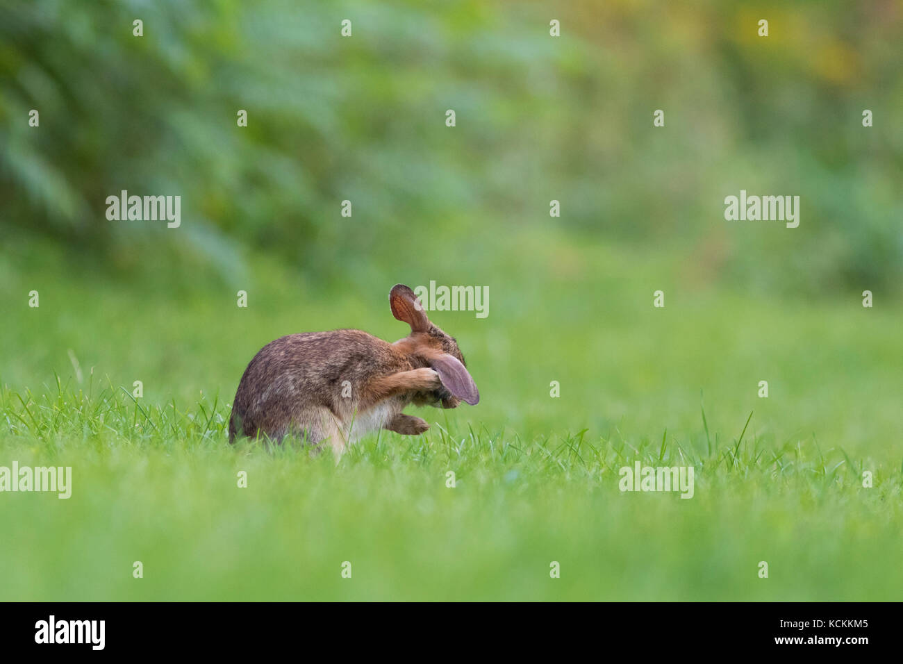 Eastern cottontail rabbit family hi-res stock photography and images ...