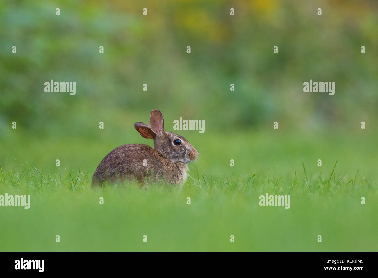 Eastern cottontail rabbit family hi-res stock photography and images ...