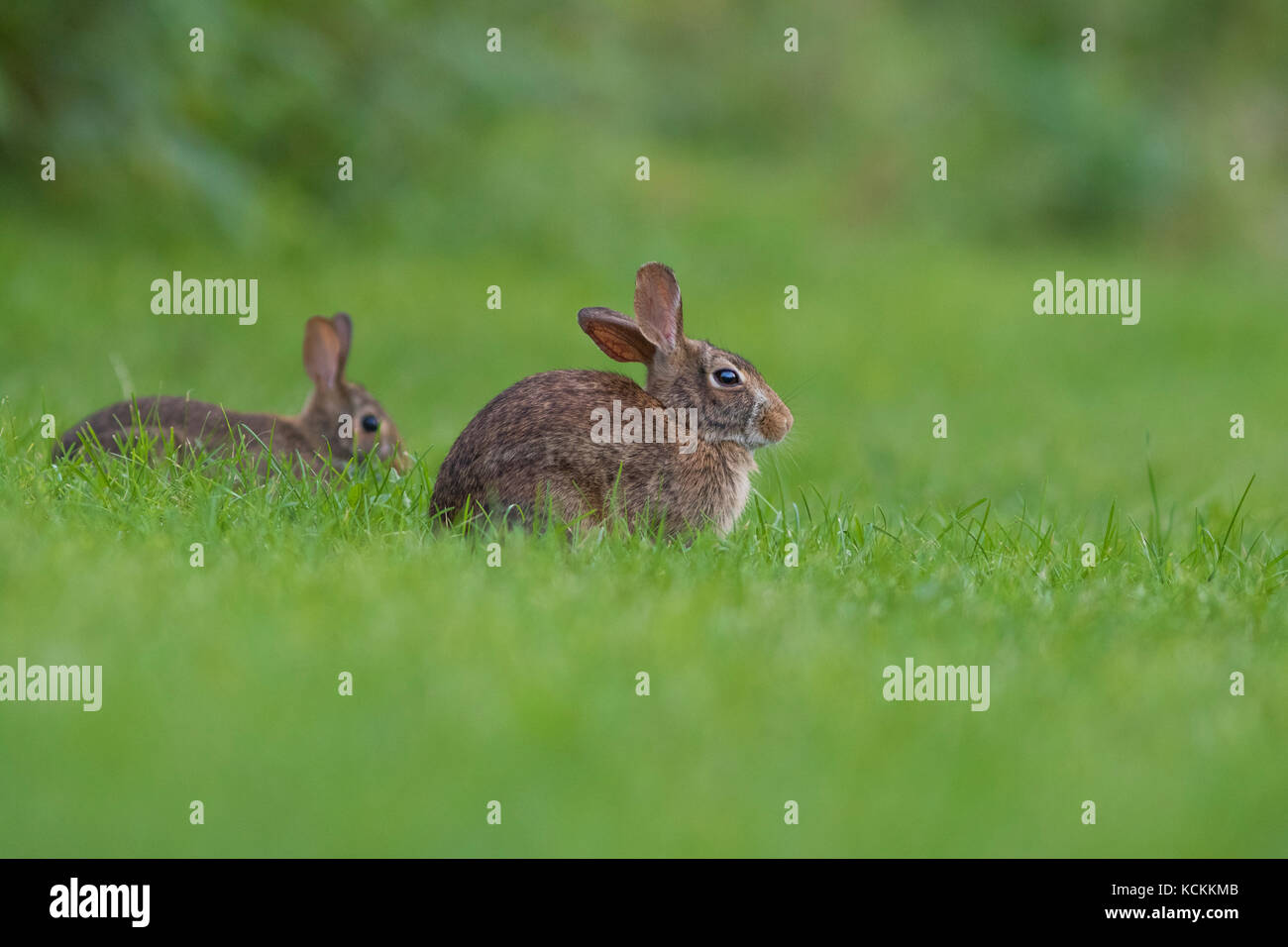 Eastern cottontail rabbit family hi-res stock photography and images ...