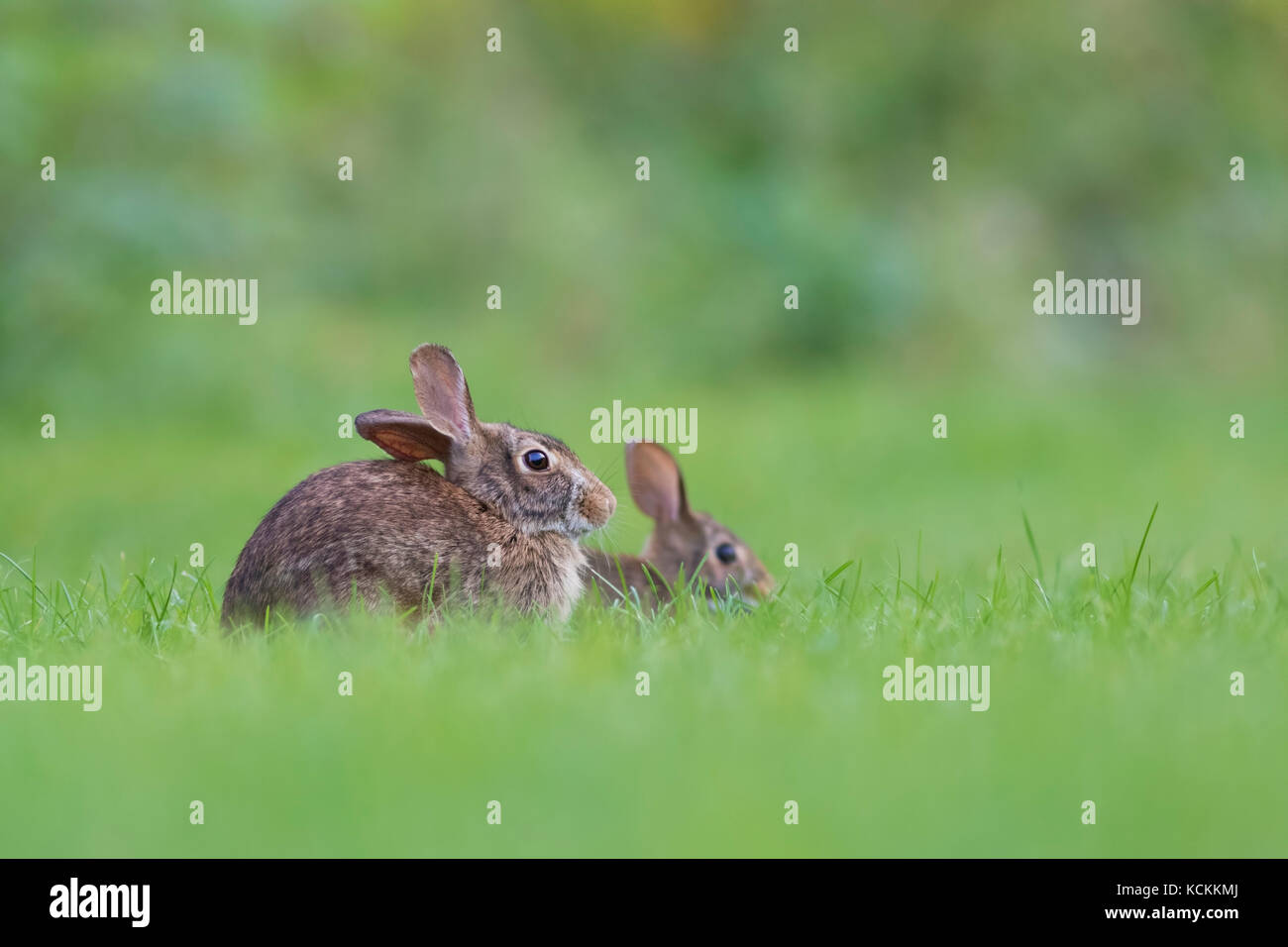 Eastern cottontail rabbit family hi-res stock photography and images ...