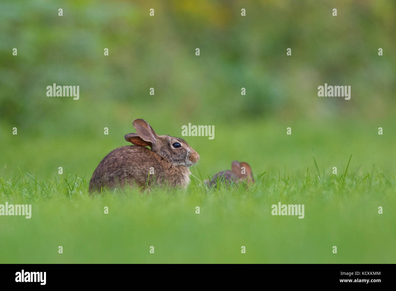 Eastern cottontail rabbit family hi-res stock photography and images ...