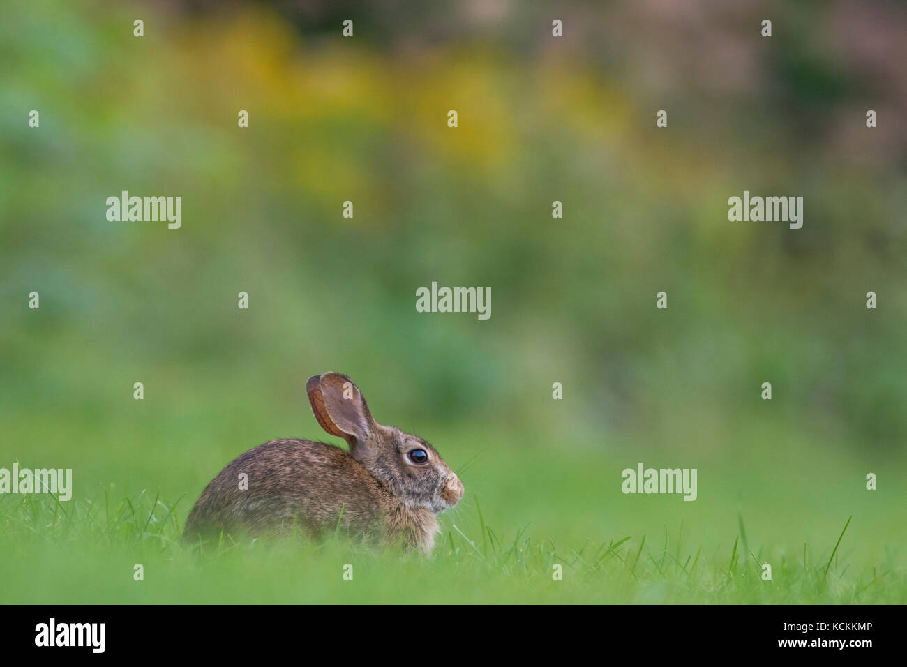 Eastern cottontail rabbit family hi-res stock photography and images ...