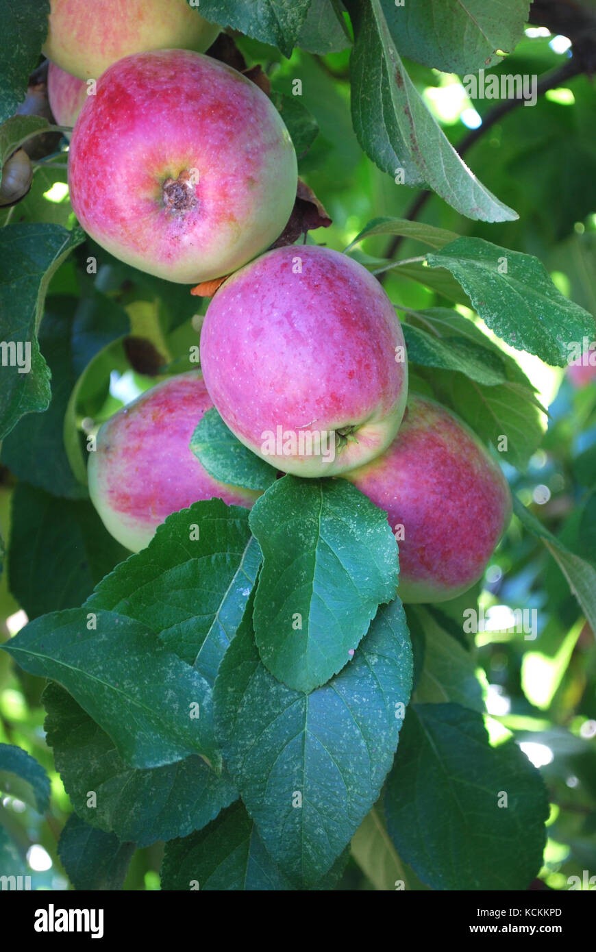 Washington apple trees hi-res stock photography and images - Alamy