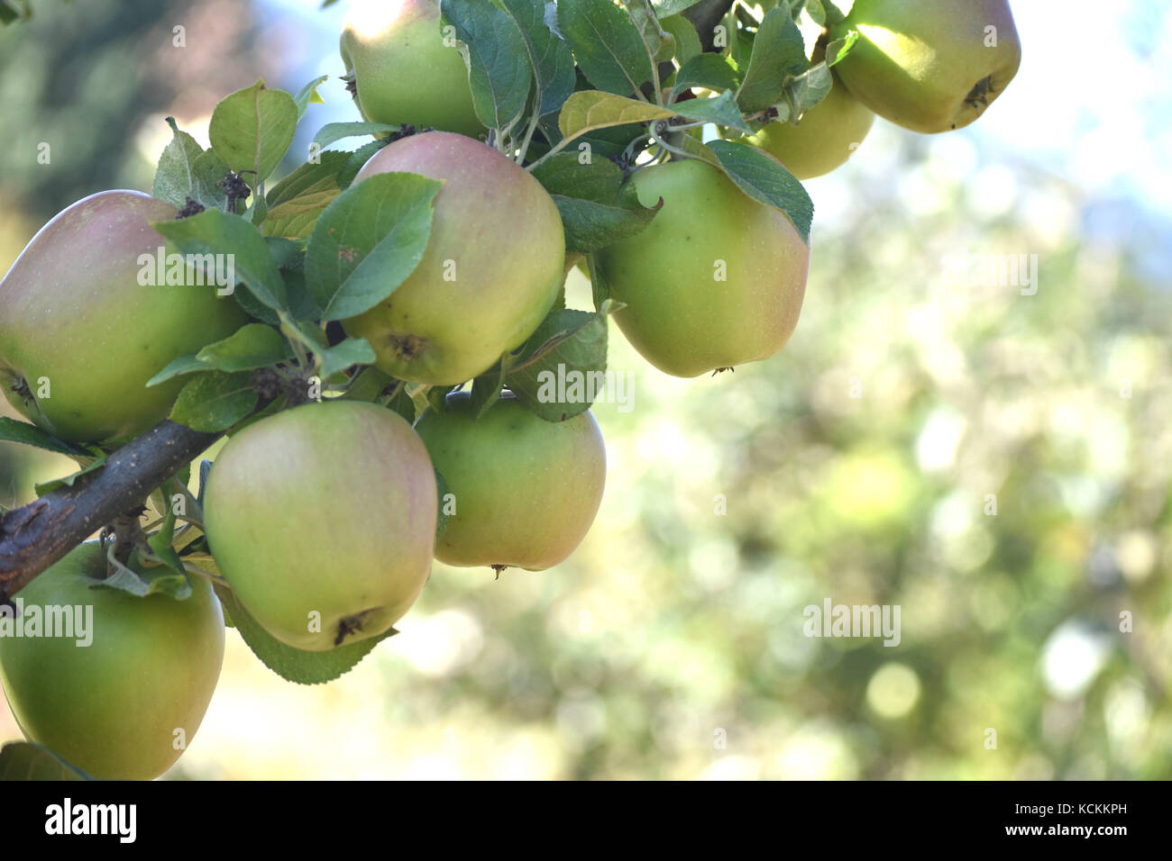 Washington apple trees hi-res stock photography and images - Alamy