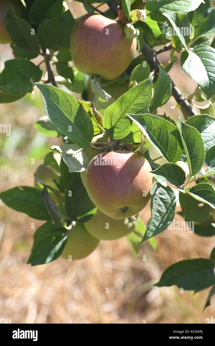 Apple organic trees hi-res stock photography and images - Alamy