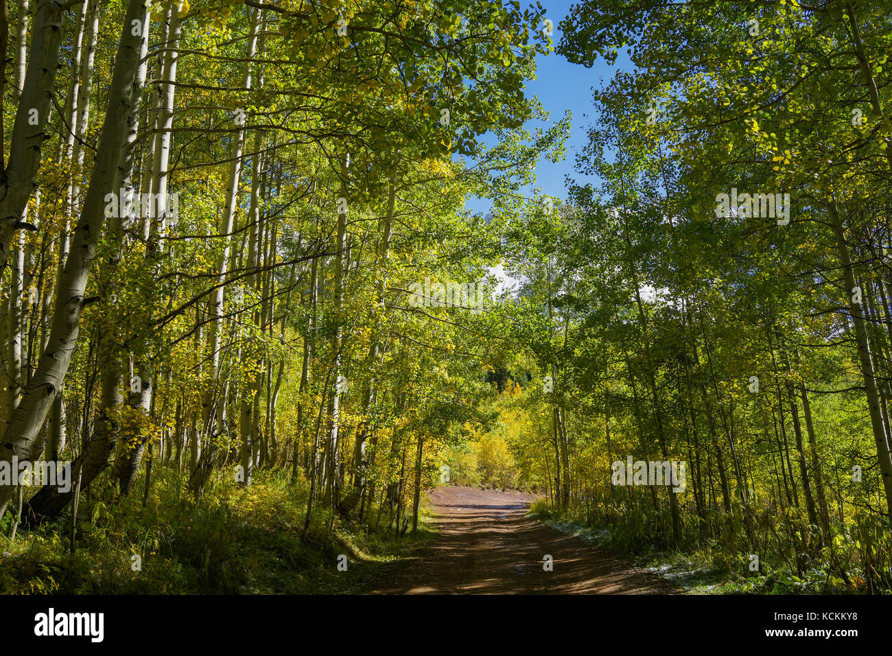 This is the picture of a road to forest with clouds and blue sky with ...