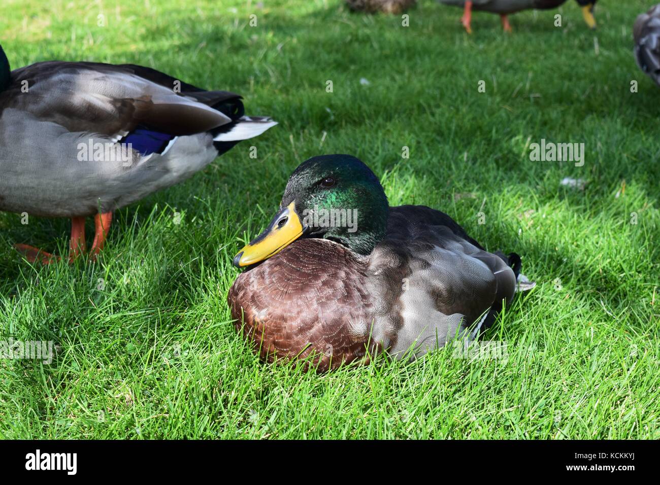 Duck in shade hi-res stock photography and images - Alamy