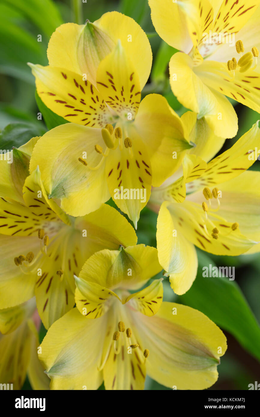 Bouquet of Bright Yellow Peruvian Lilies on a dark background Stock ...