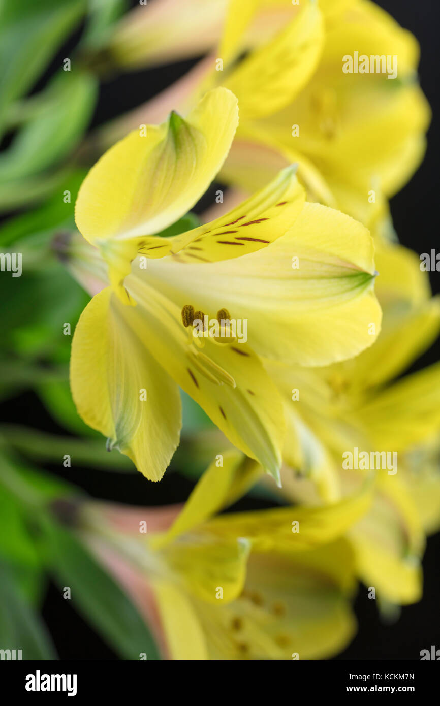 Bouquet of Bright Yellow Peruvian Lilies on a dark background Stock ...