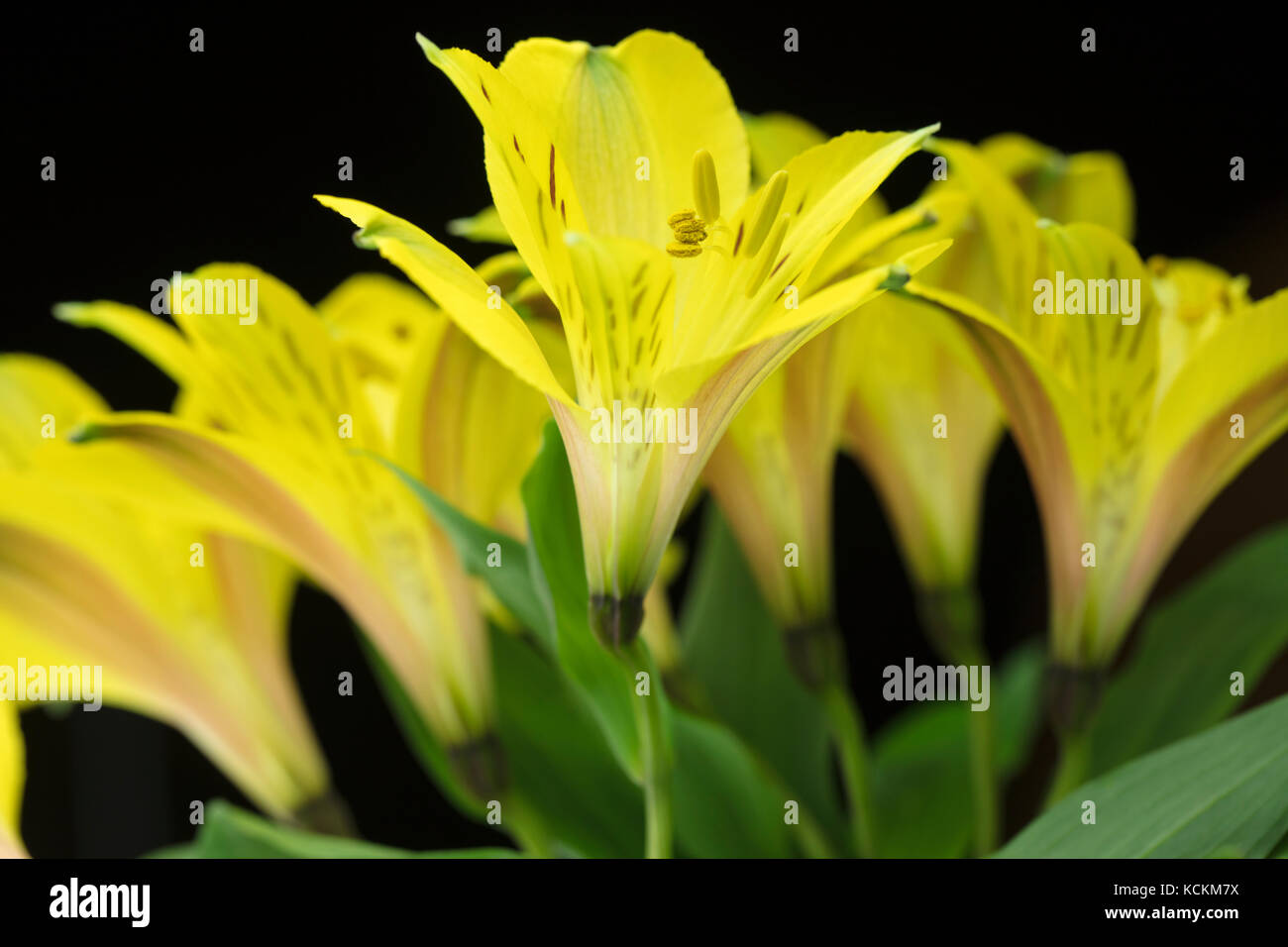 Bouquet of Bright Yellow Peruvian Lilies on a dark background Stock ...