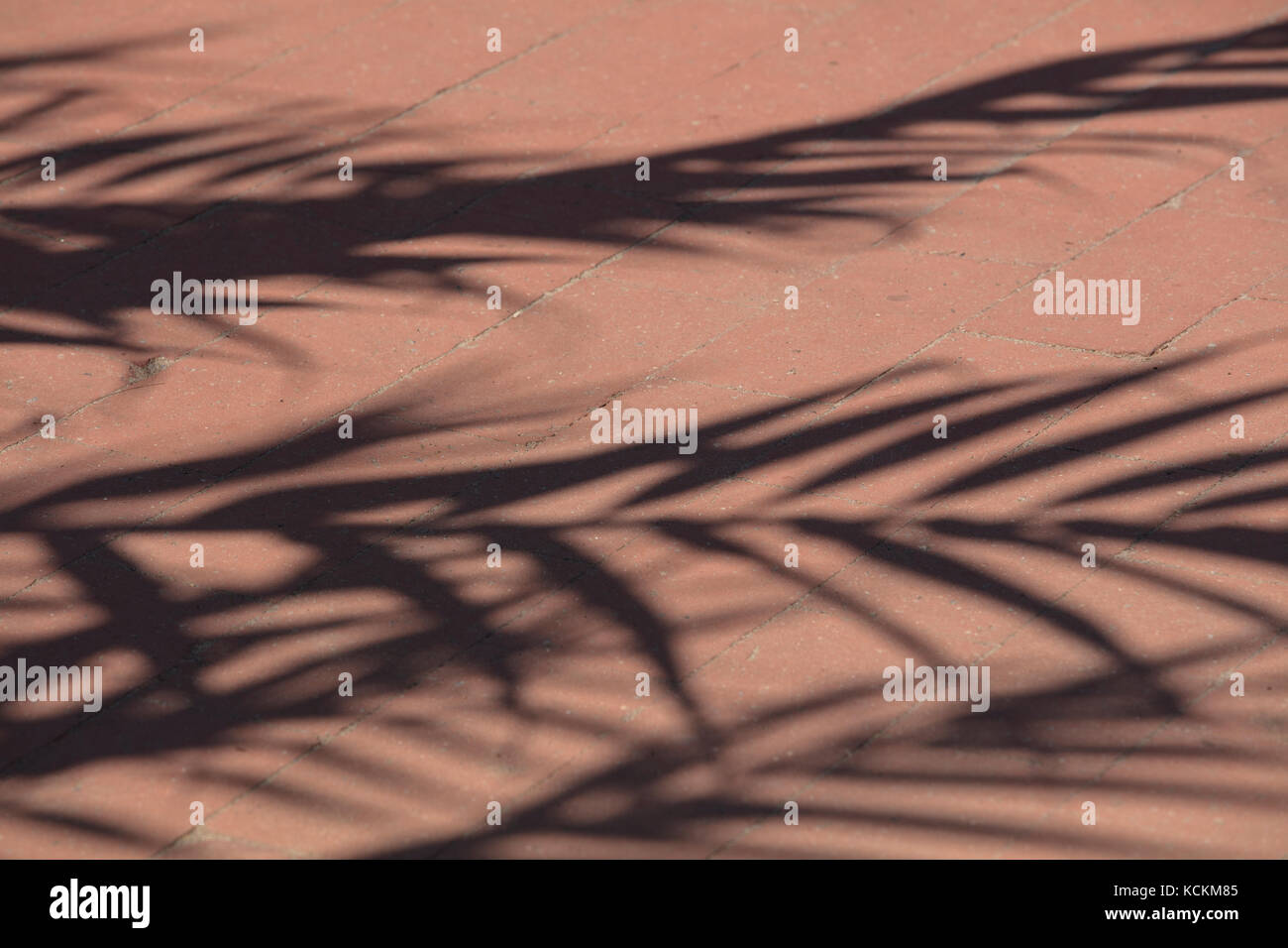 Red paver patio floor shaded by bamboo reed plants Stock Photo - Alamy