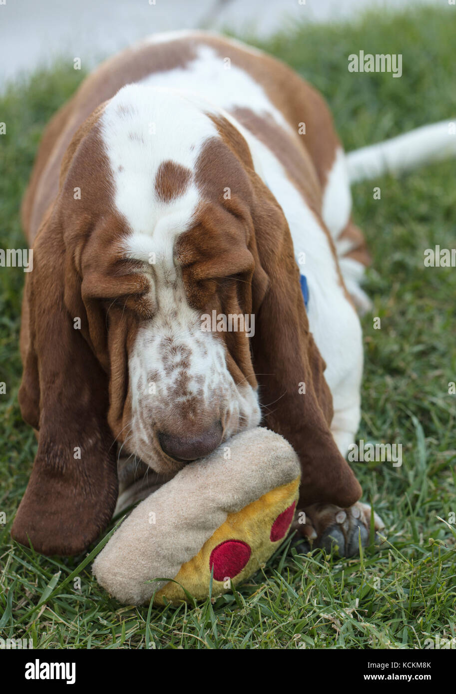 Droopy eared dog hi-res stock photography and images - Alamy