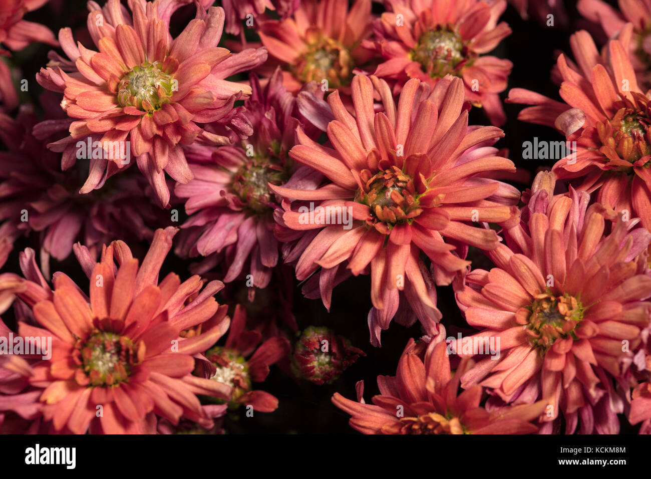 Bouquet of Red Mums in Daylight Stock Photo - Alamy
