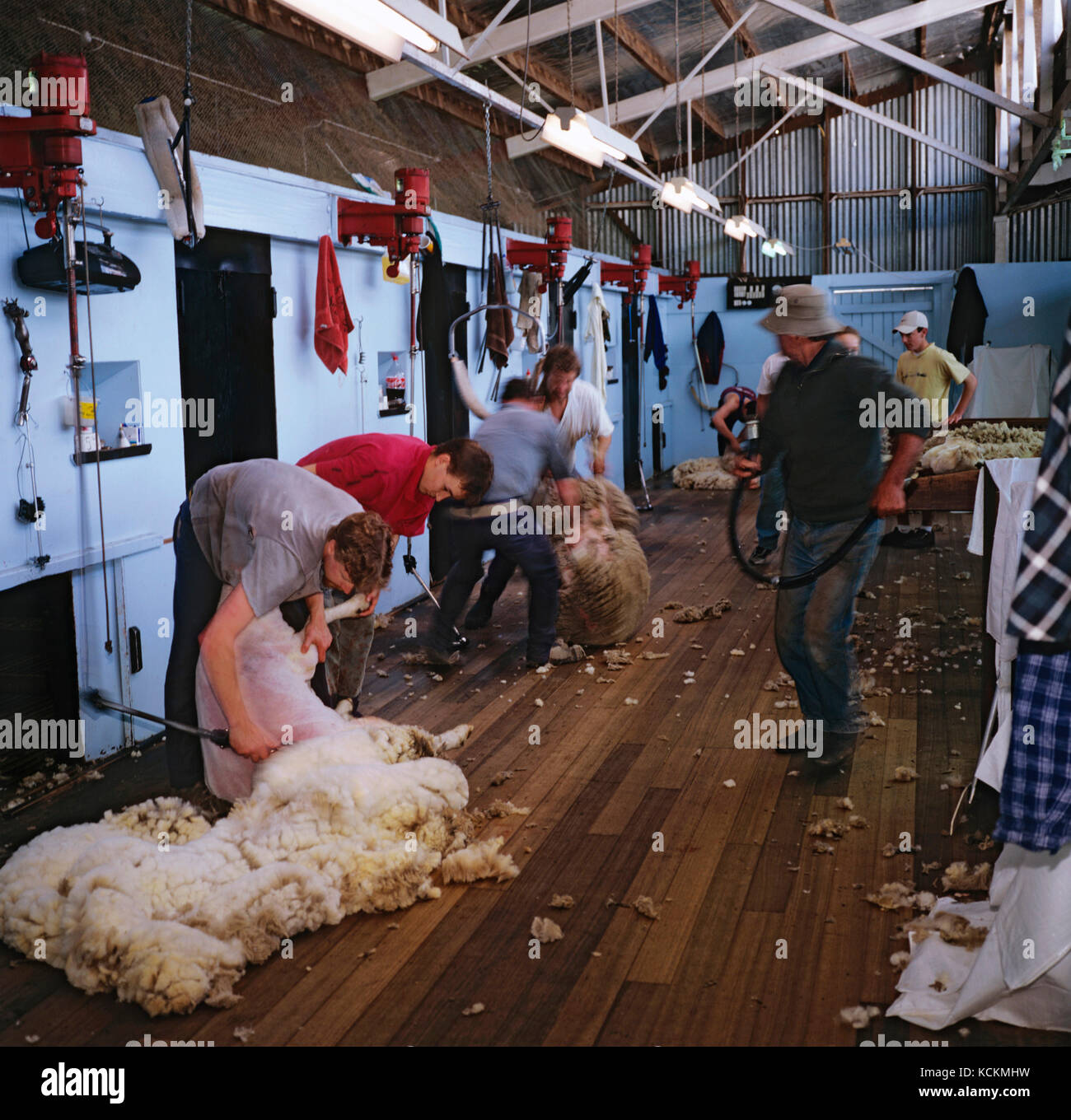 Shearing in progress, Trefusis near Ross, Tasmania, Australia Stock ...