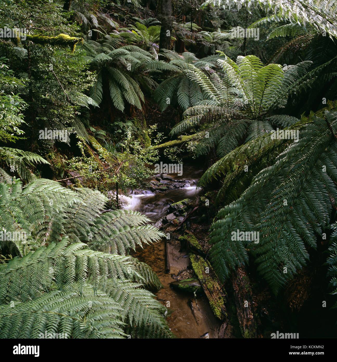 Soft tree ferns (Dicksonia antarctica), by Cumberland Creek, Yarra ...