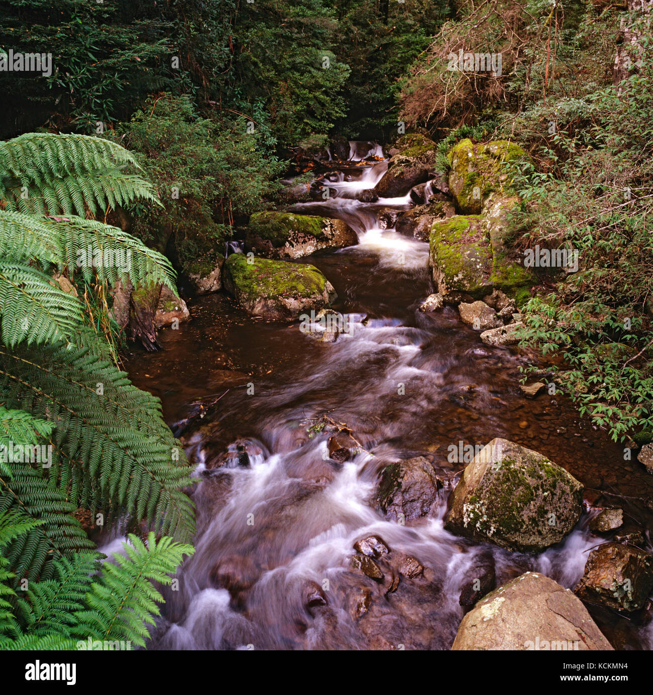 Australian bush creeks hi-res stock photography and images - Alamy