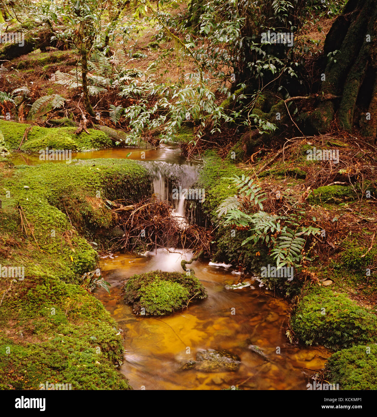 Temperate rainforest, Mount Victoria State Reserve, northeastern ...