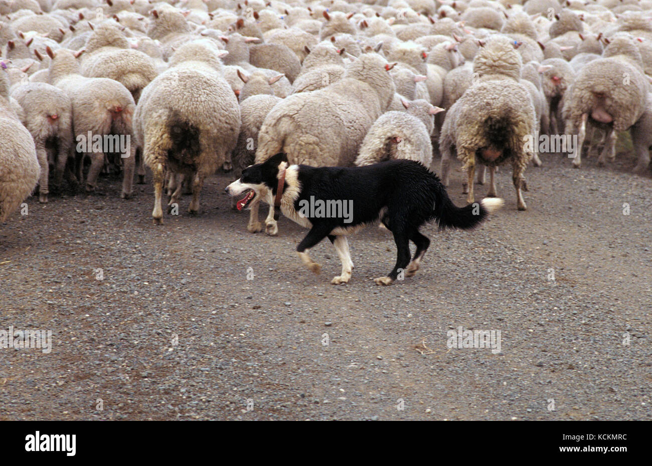 Helping sheep hi-res stock photography and images - Alamy